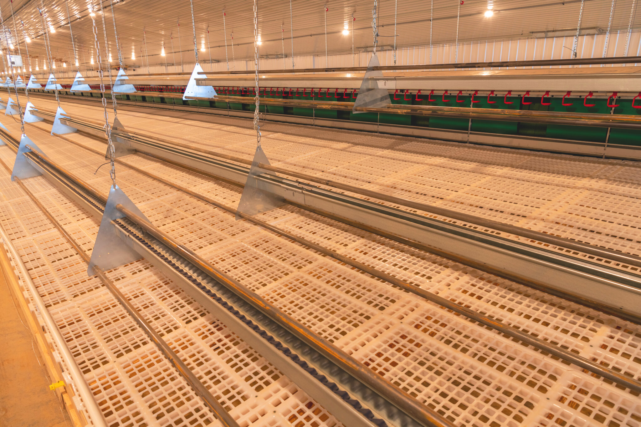 Commercial Free Range Layer House In Nelson, Missouri