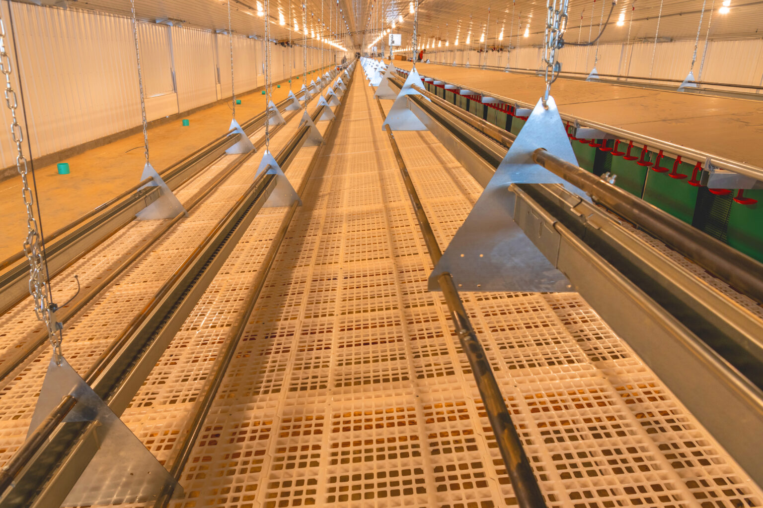 Commercial Free Range Layer House In Nelson, Missouri
