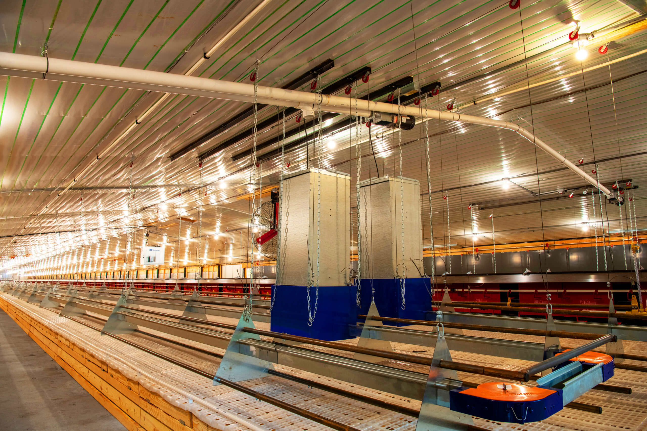 Commercial Free Range Layer House Interior In Buffalo, MO - Hostetler ...